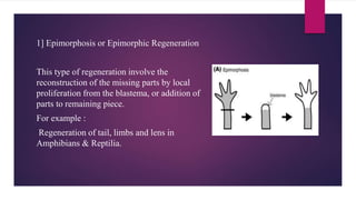 Example Of Regeneration