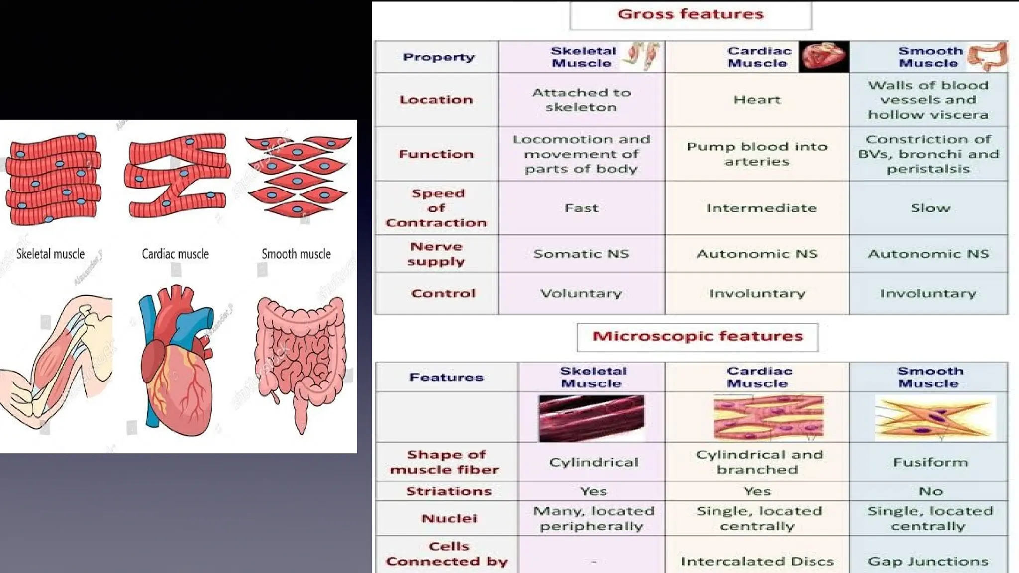 Basic tissues muscle nerves and functions | PPTX