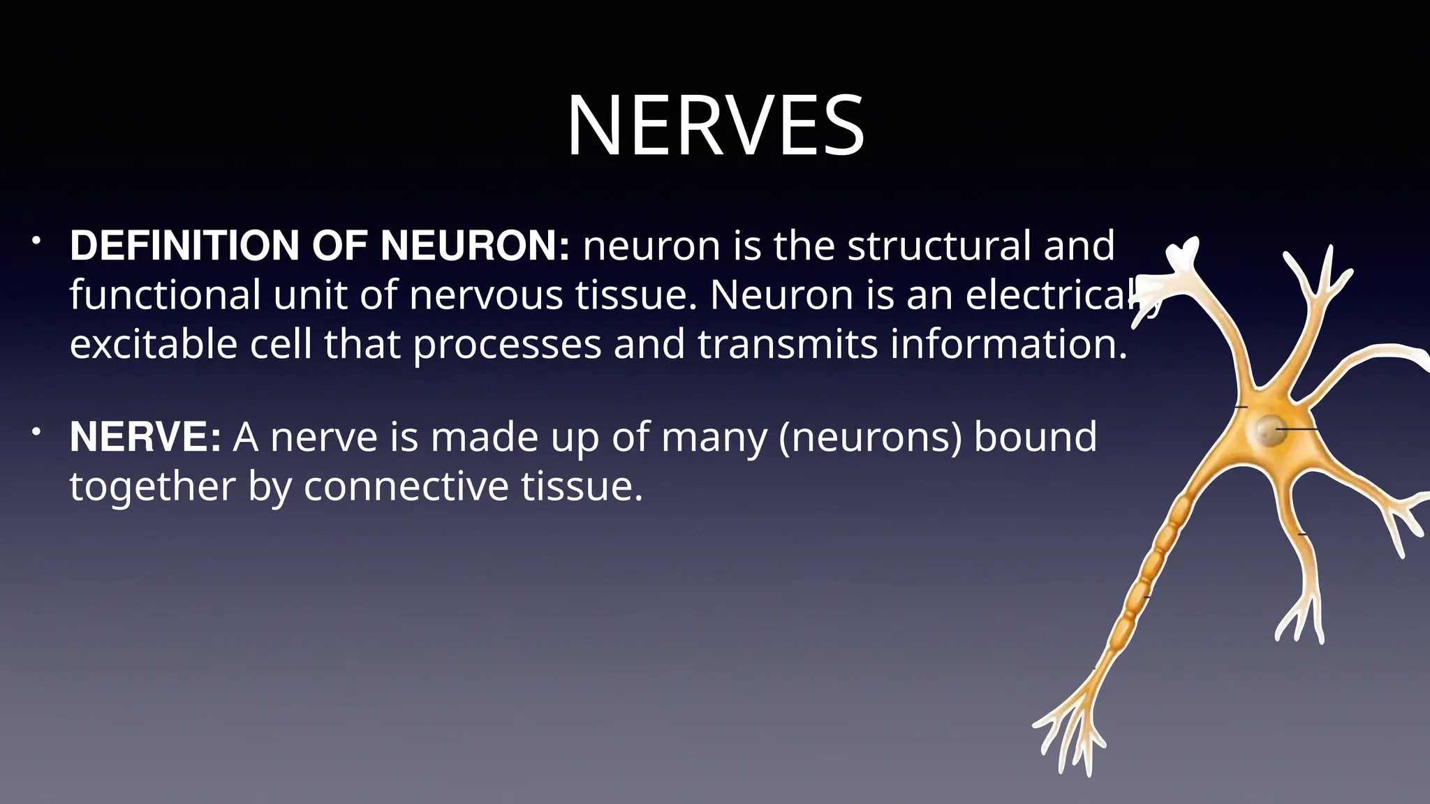 Basic tissues muscle nerves and functions | PPTX