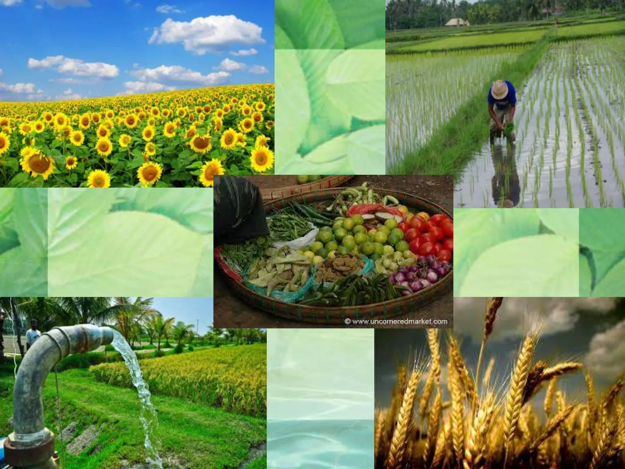 ppt green revolution | PPTX