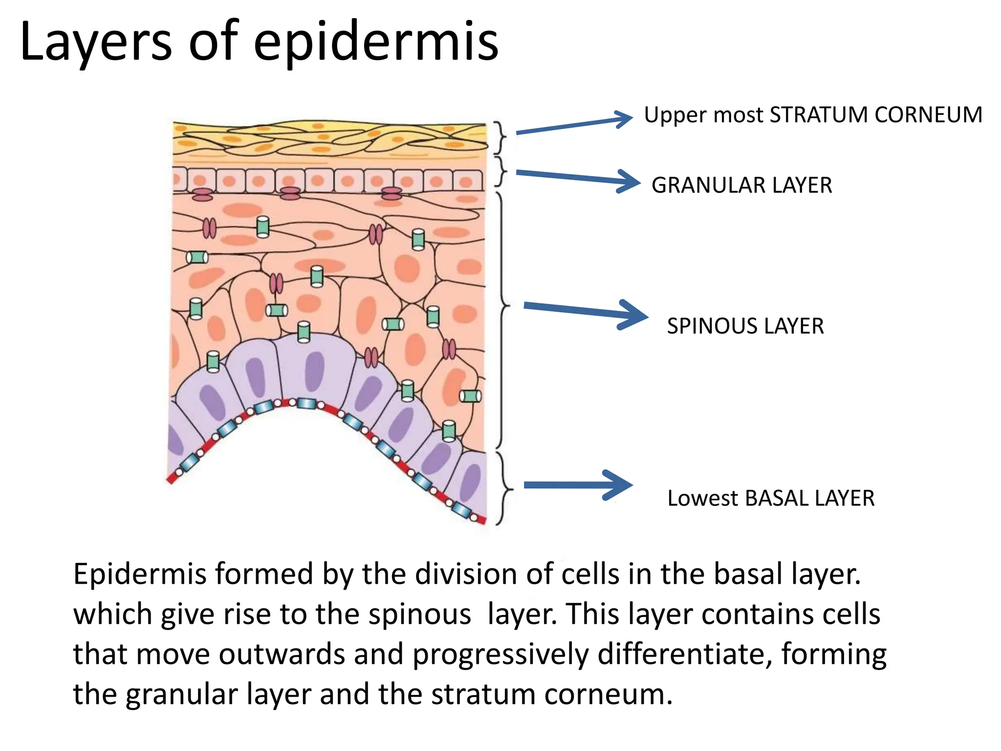 ppt skin - layers of skin in the human body | PPTX