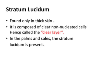 ppt skin - layers of skin in the human body | PPTX