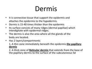 ppt skin - layers of skin in the human body | PPTX