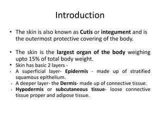 ppt skin - layers of skin in the human body | PPTX