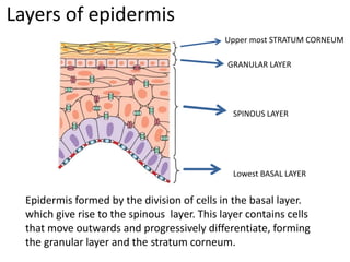ppt skin - layers of skin in the human body | PPTX