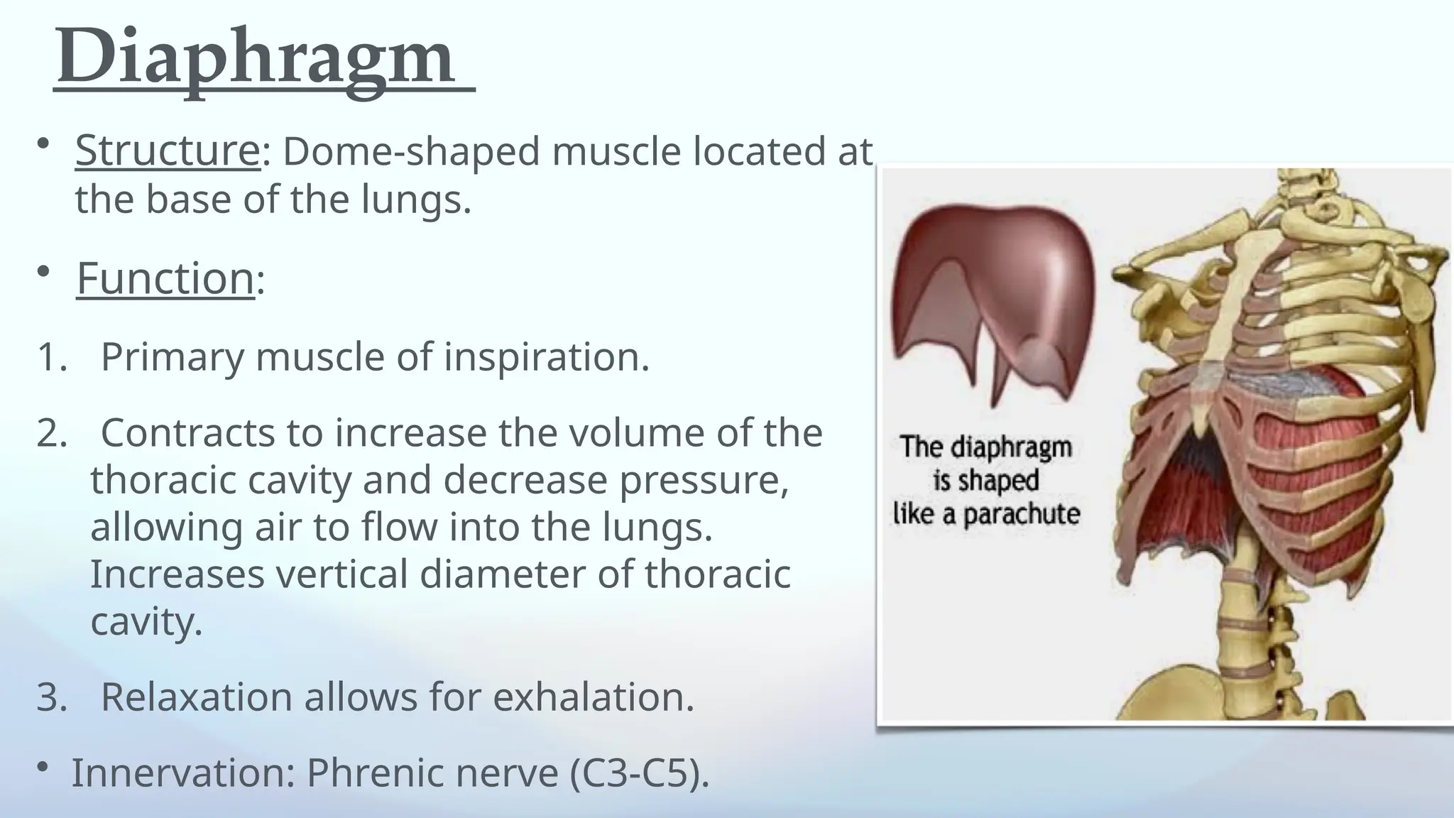 Respiratory muscles functioning and anatomy | PPTX