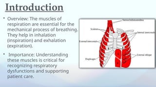 Respiratory muscles functioning and anatomy | PPTX
