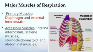 Respiratory muscles functioning and anatomy | PPTX