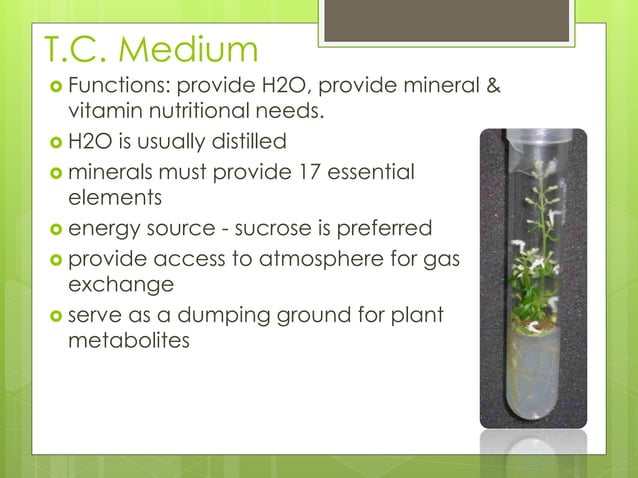 tissue culture hybridization | PPT