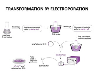 Shreya transformation ppt | PPTX