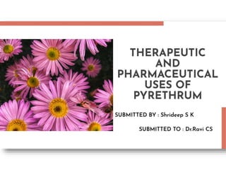 Therapeutic and pharmaceutical uses of pyrethrum | PPTX