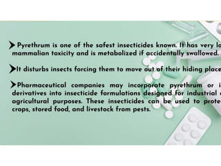 Therapeutic and pharmaceutical uses of pyrethrum | PPTX