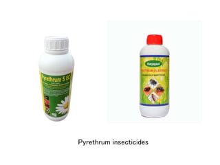 Therapeutic and pharmaceutical uses of pyrethrum | PPTX