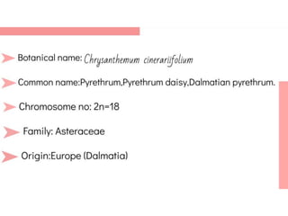 Therapeutic and pharmaceutical uses of pyrethrum | PPTX