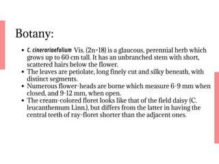 Therapeutic and pharmaceutical uses of pyrethrum | PPTX