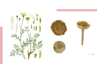 Therapeutic and pharmaceutical uses of pyrethrum | PPTX