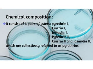 Therapeutic and pharmaceutical uses of pyrethrum | PPTX