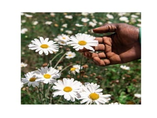 Therapeutic and pharmaceutical uses of pyrethrum | PPTX