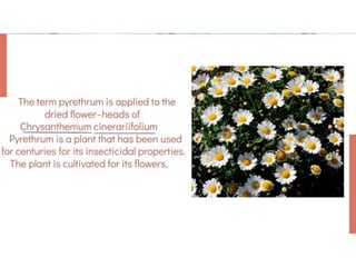 Therapeutic and pharmaceutical uses of pyrethrum | PPTX