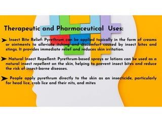 Therapeutic and pharmaceutical uses of pyrethrum | PPTX