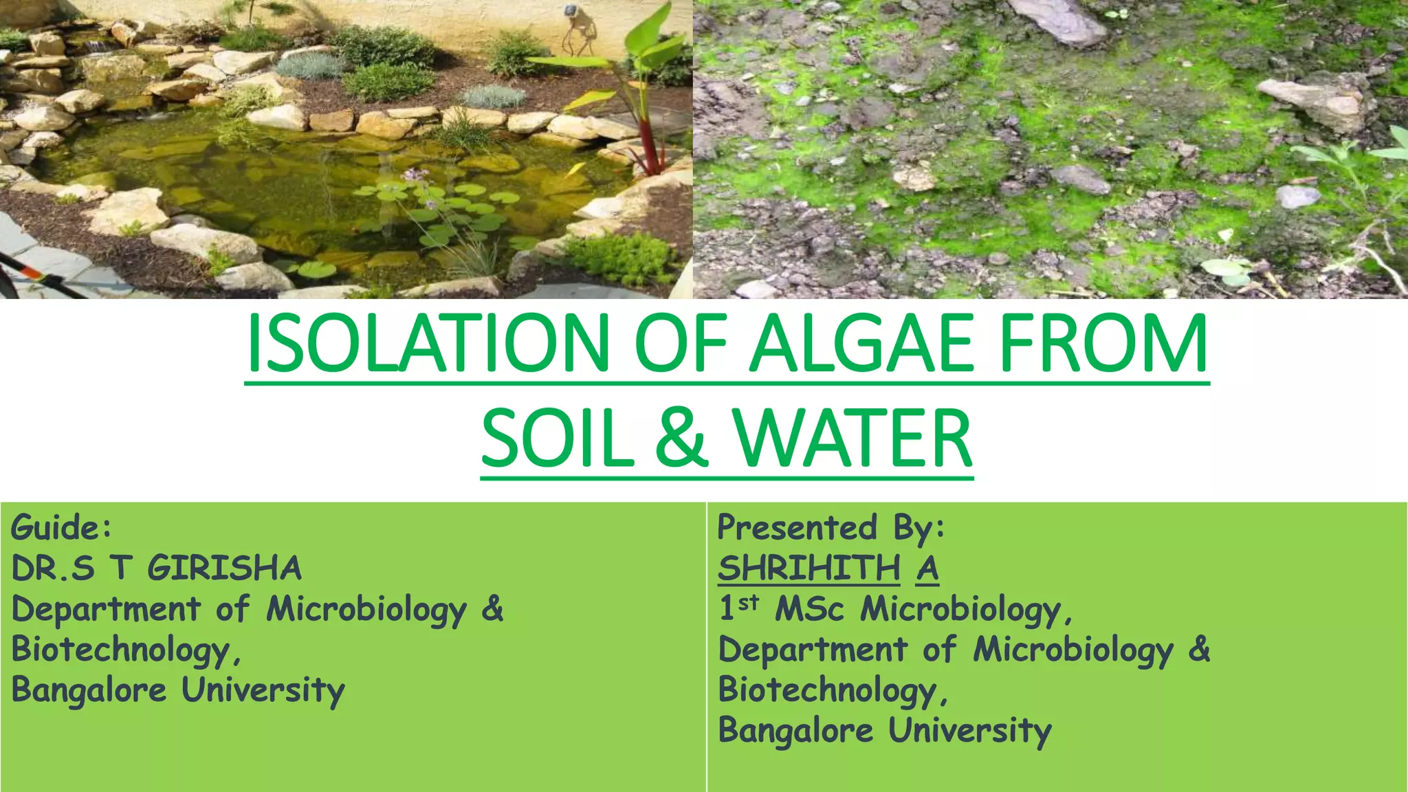 Shrihith's ppt on isolation of algae from soil & water | PPTX