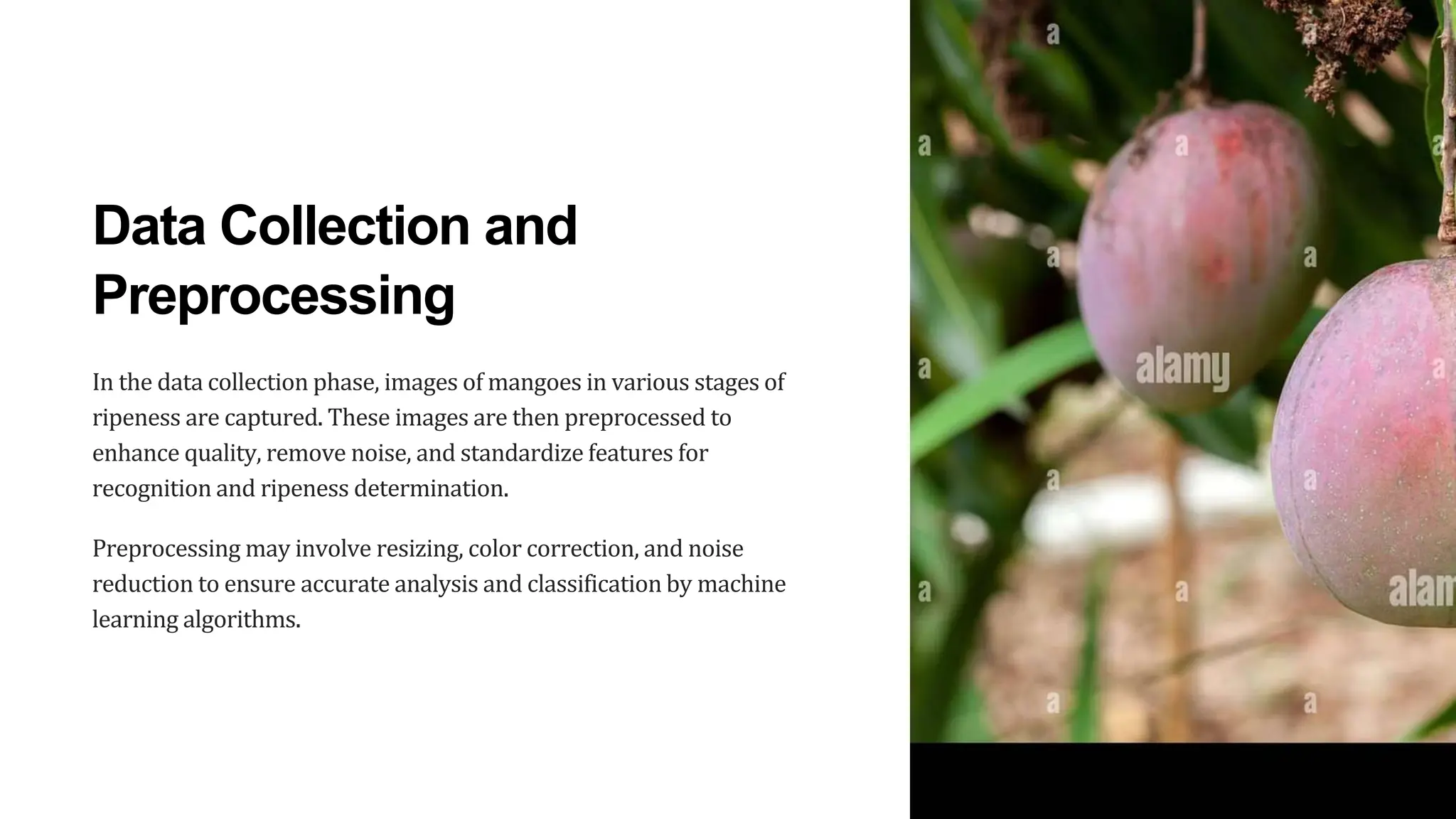 Introduction to mango recognition and ripeness determination Shrikant Navale.pptx | Agriculture ...