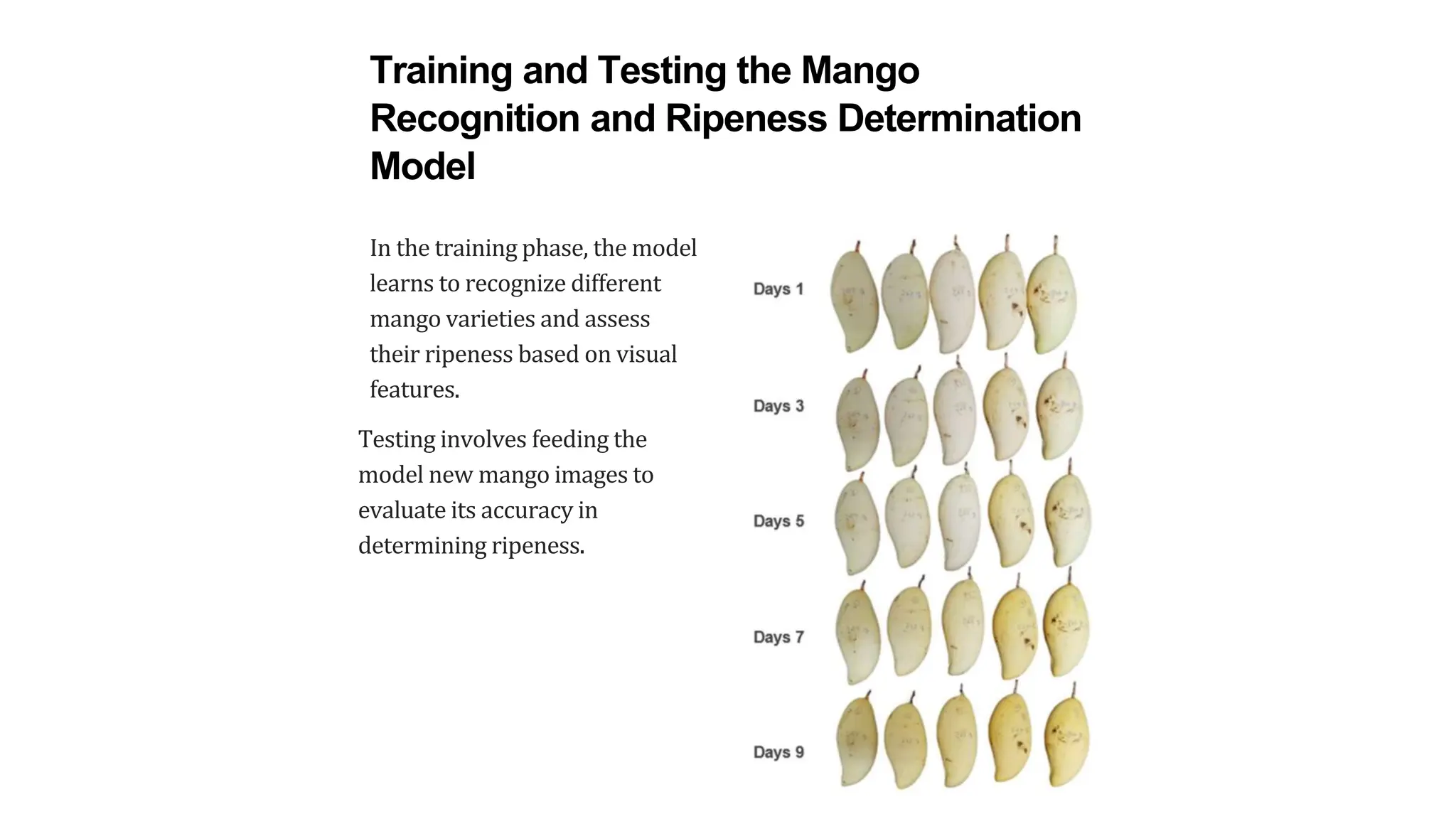 Introduction to mango recognition and ripeness determination Shrikant Navale.pptx | Agriculture ...