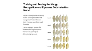 Introduction to mango recognition and ripeness determination Shrikant Navale.pptx | Agriculture ...