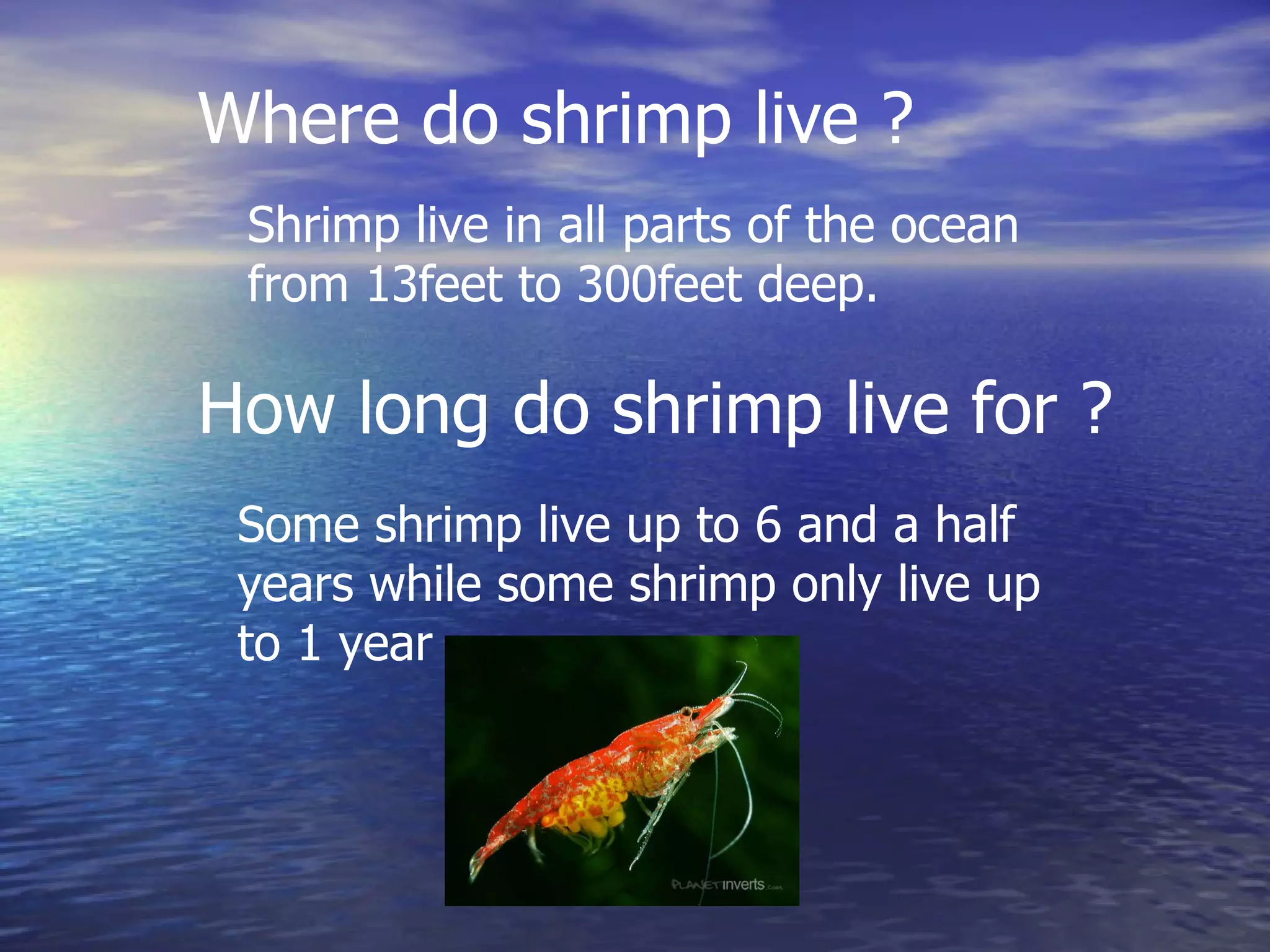Shrimp | PPT