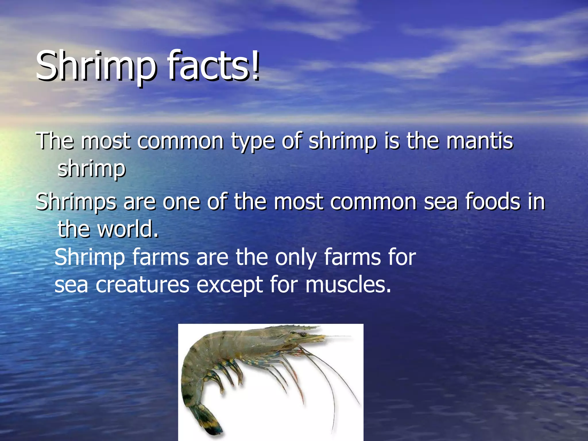 Shrimp | PPT