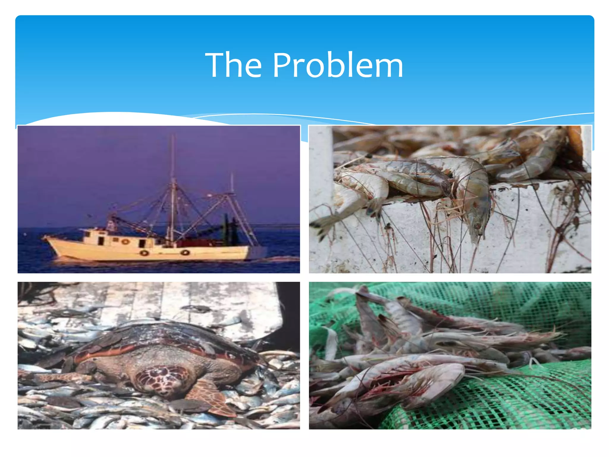 Shrimp turtle case | PPTX