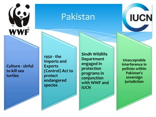 Shrimp turtle case | PPTX