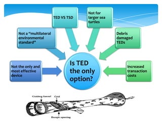 Shrimp turtle case | PPTX