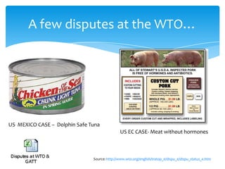 Shrimp turtle case | PPTX