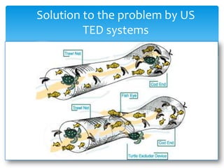 Shrimp turtle case | PPTX