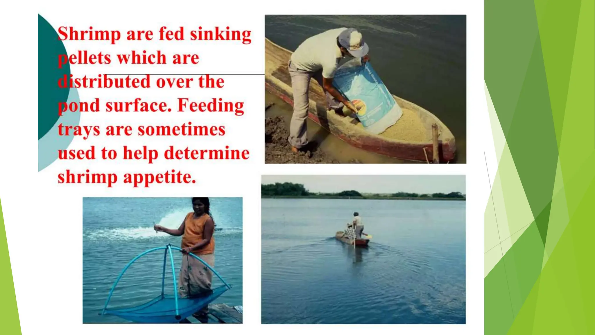 SHRIMP CULTURE SYSTEM A introduction to new world | PPTX