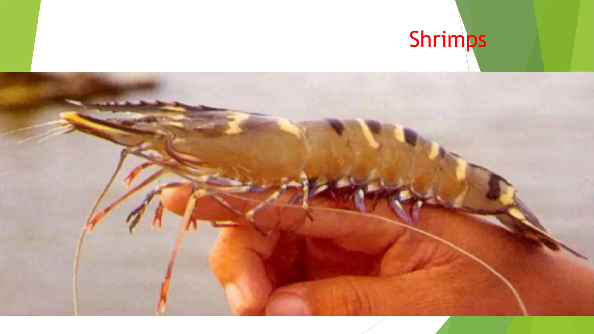 SHRIMP CULTURE SYSTEM A introduction to new world | PPTX