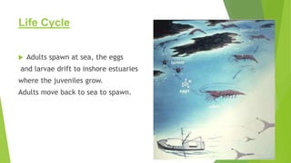 SHRIMP CULTURE SYSTEM A introduction to new world | PPTX