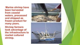 SHRIMP CULTURE SYSTEM A introduction to new world | PPTX