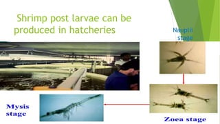 SHRIMP CULTURE SYSTEM A introduction to new world | PPTX