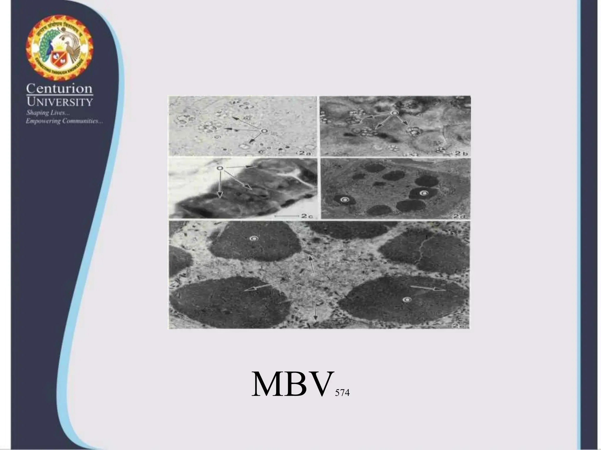 Viral diseases in shellfish--shrimp-virus | PPTX