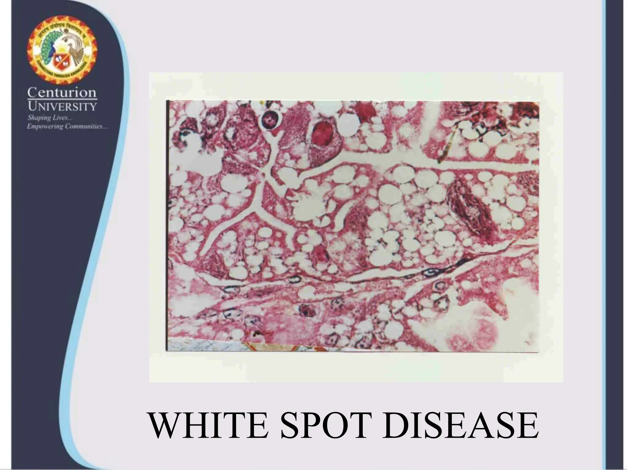 Viral diseases in shellfish--shrimp-virus | PPTX