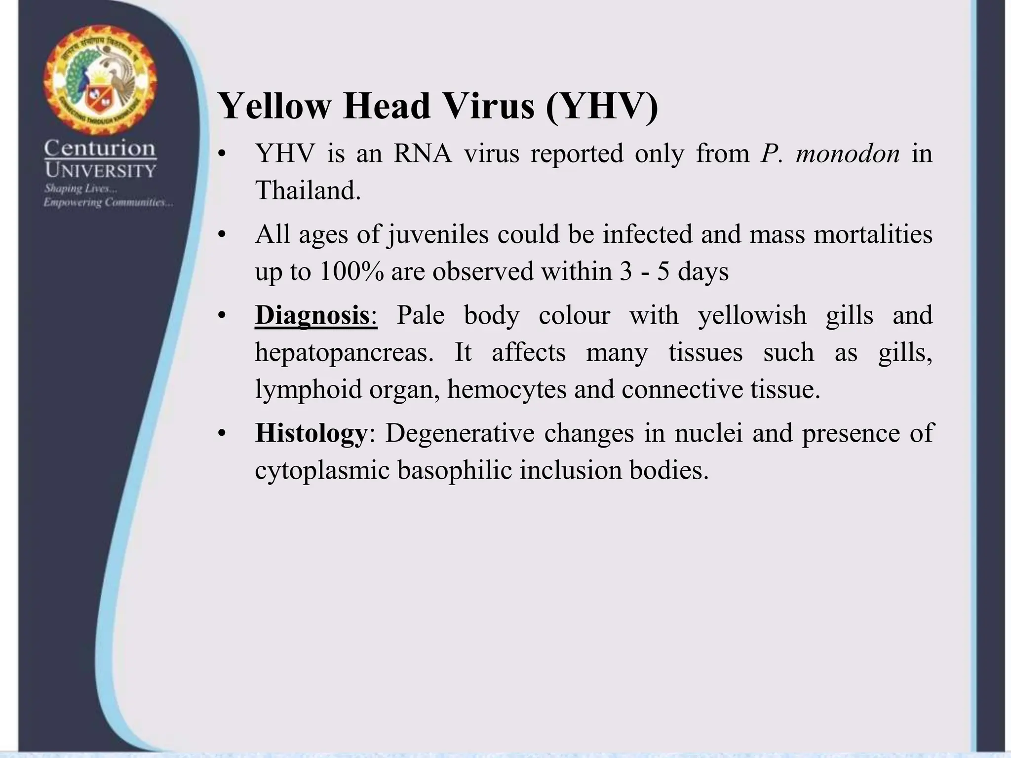Viral diseases in shellfish--shrimp-virus | PPTX