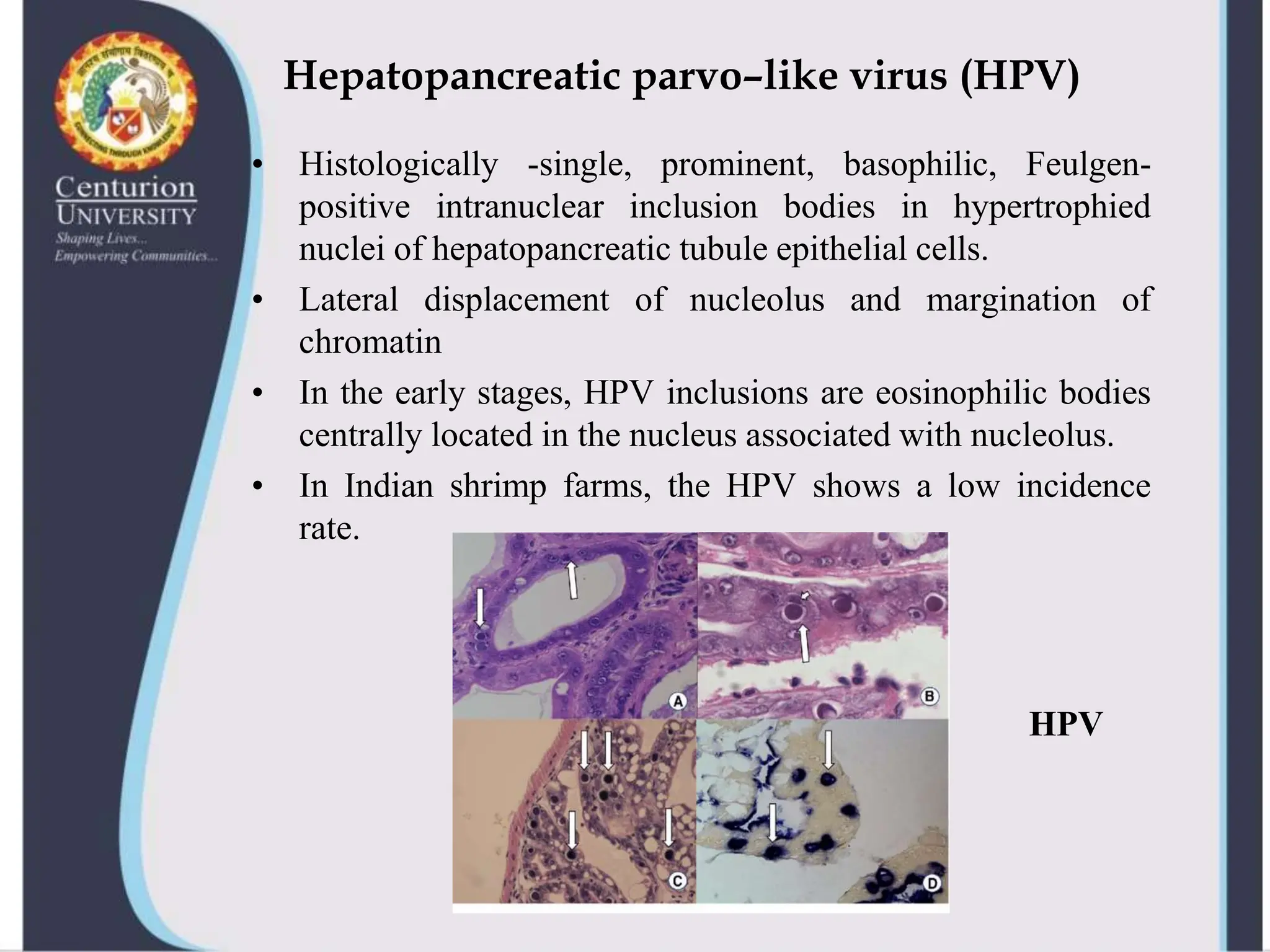 Viral diseases in shellfish--shrimp-virus | PPTX