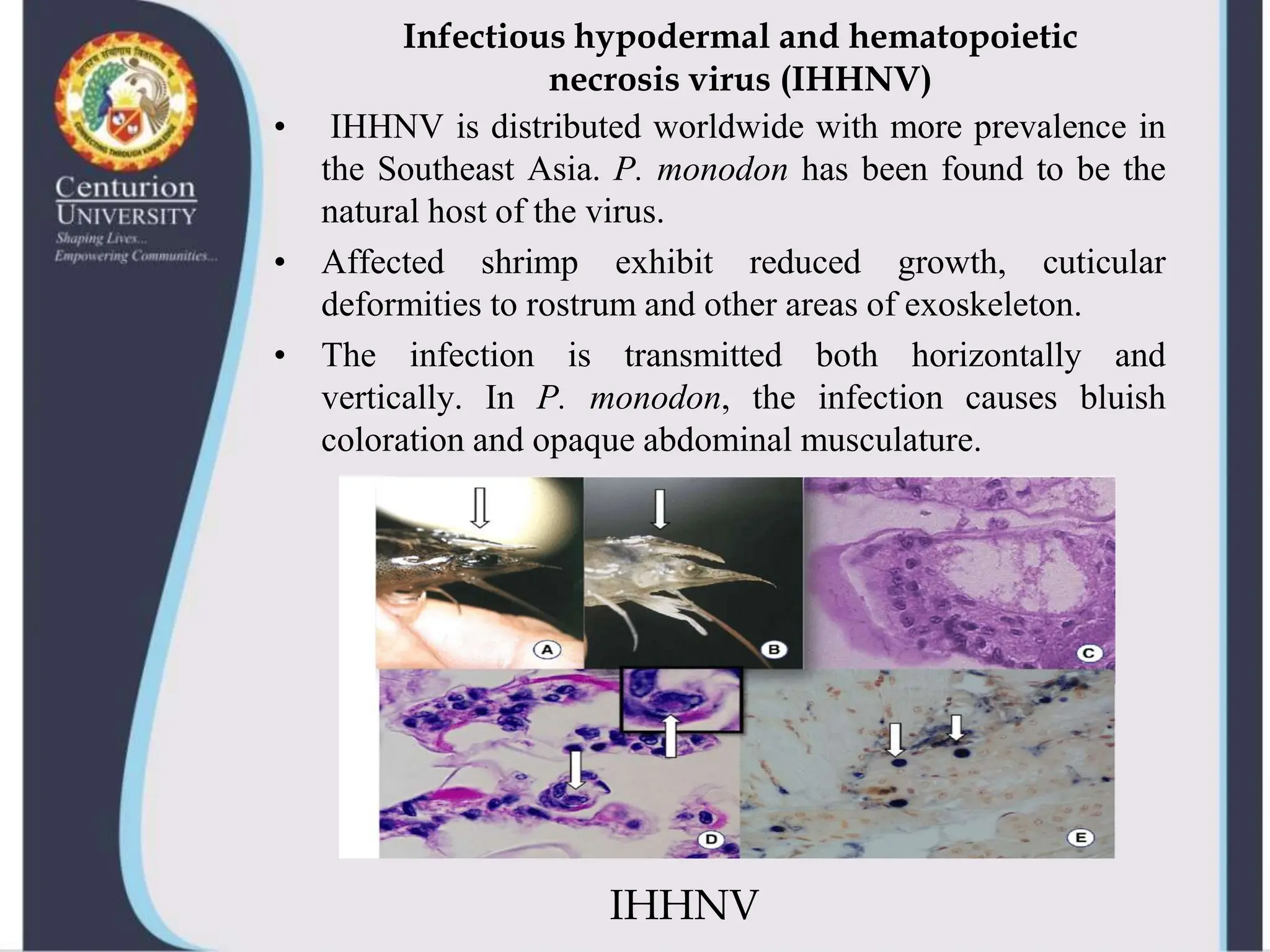 Viral diseases in shellfish--shrimp-virus | PPTX