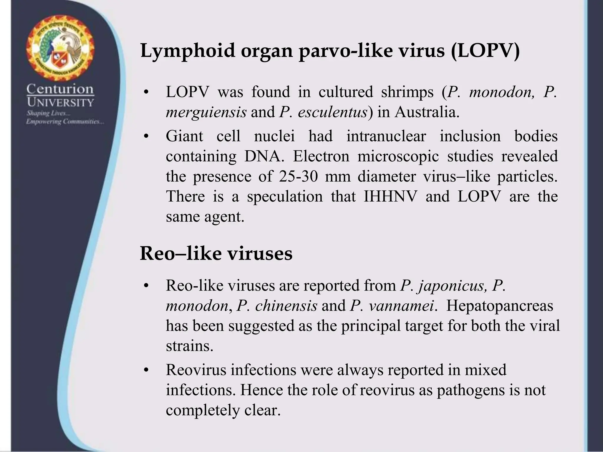 Viral diseases in shellfish--shrimp-virus | PPTX