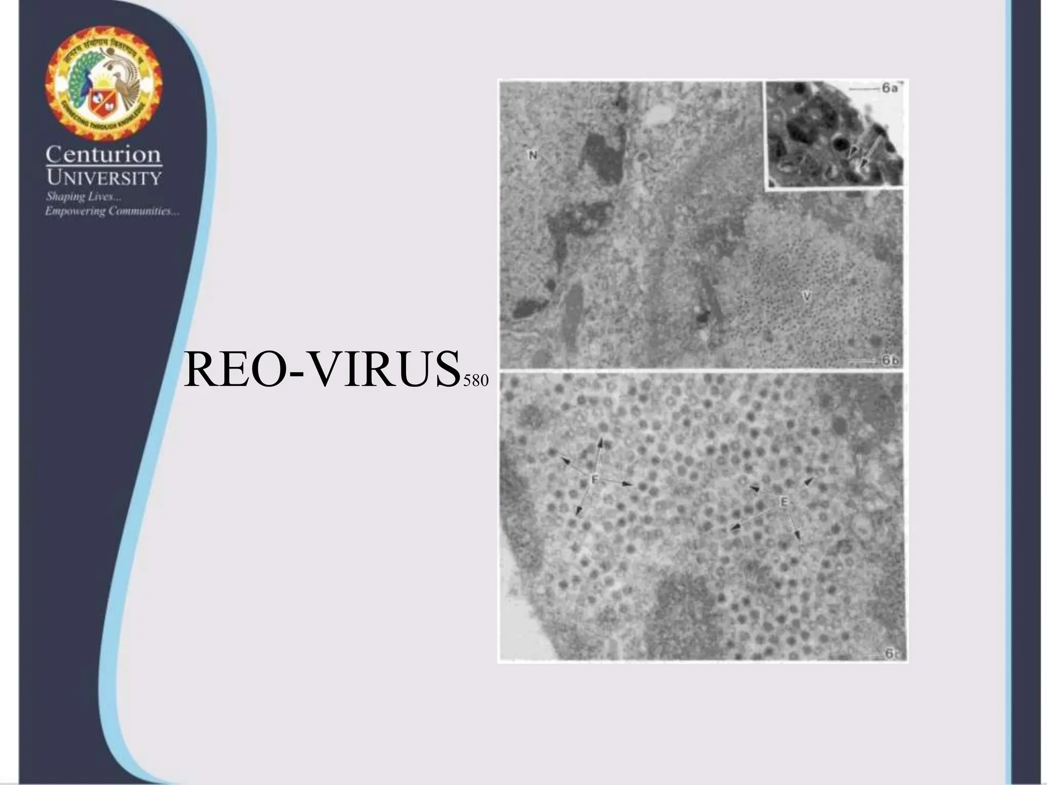 Viral diseases in shellfish--shrimp-virus | PPTX