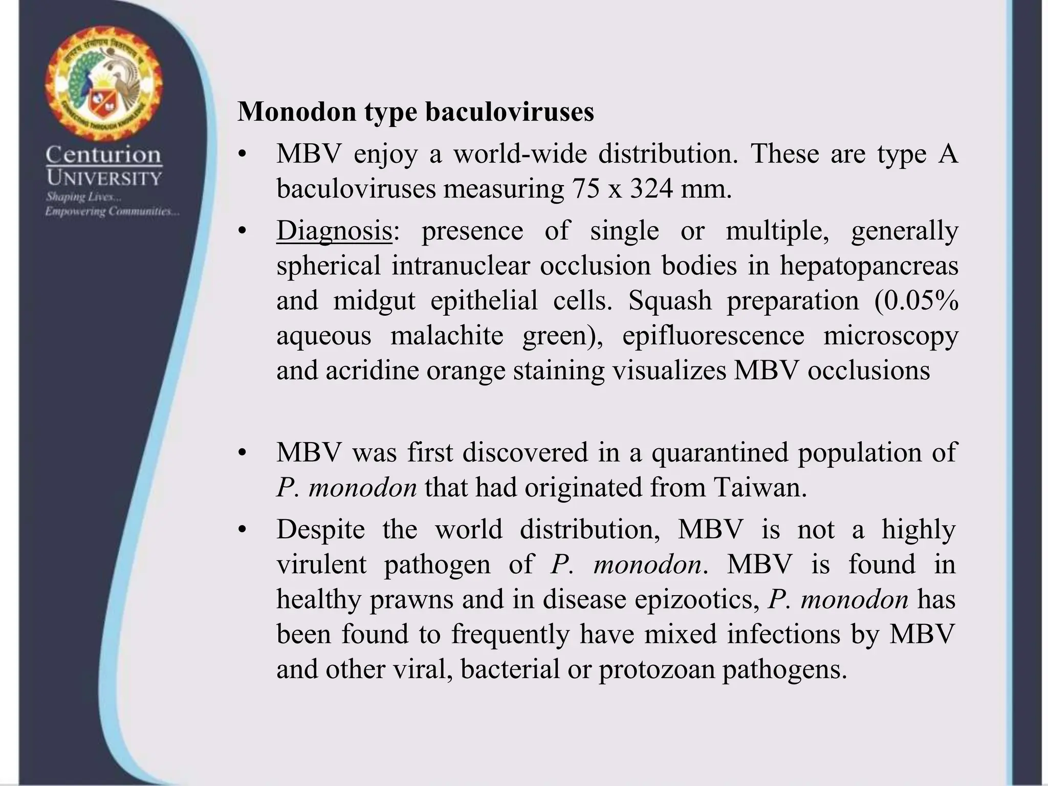 Viral diseases in shellfish--shrimp-virus | PPTX