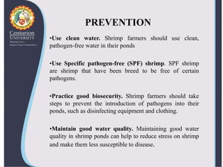 Viral diseases in shellfish--shrimp-virus | PPTX