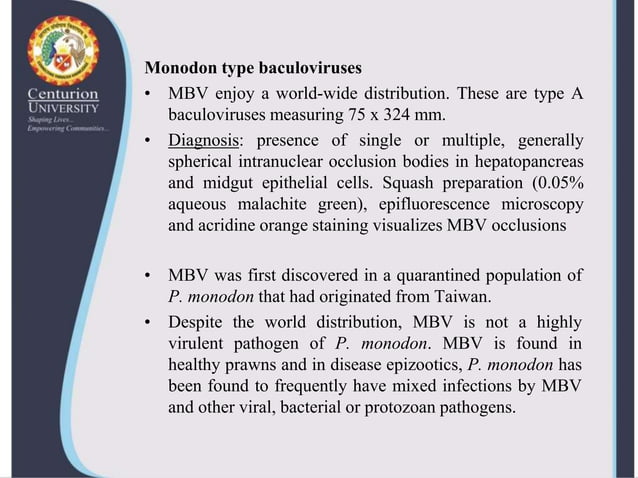 Viral diseases in shellfish--shrimp-virus | PPTX